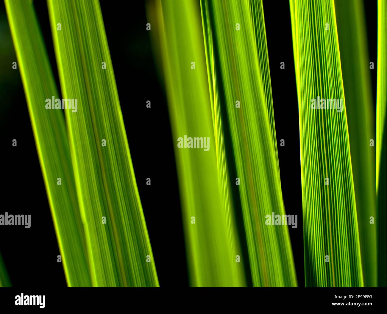 Straight lines leaves hi-res stock photography and images - Alamy