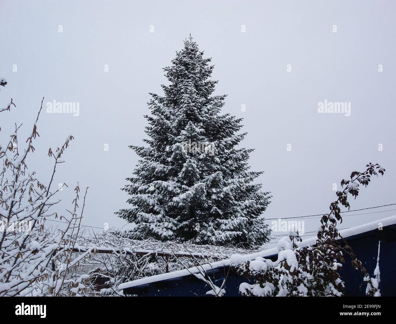 Perfectly shaped snow, snowy environment in the morning. Winter concept ...