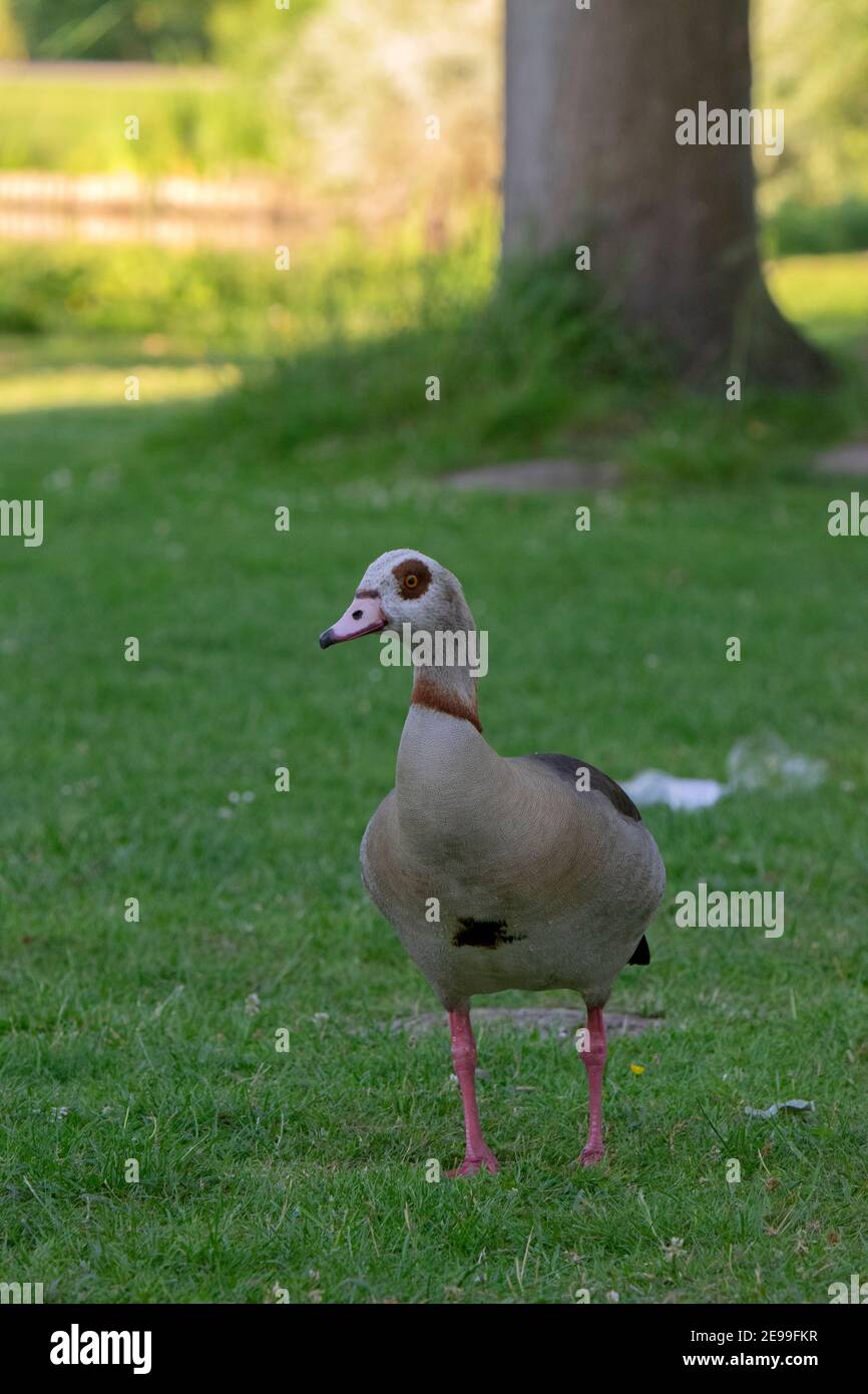 Goose watching amsterdam hi-res stock photography and images - Alamy