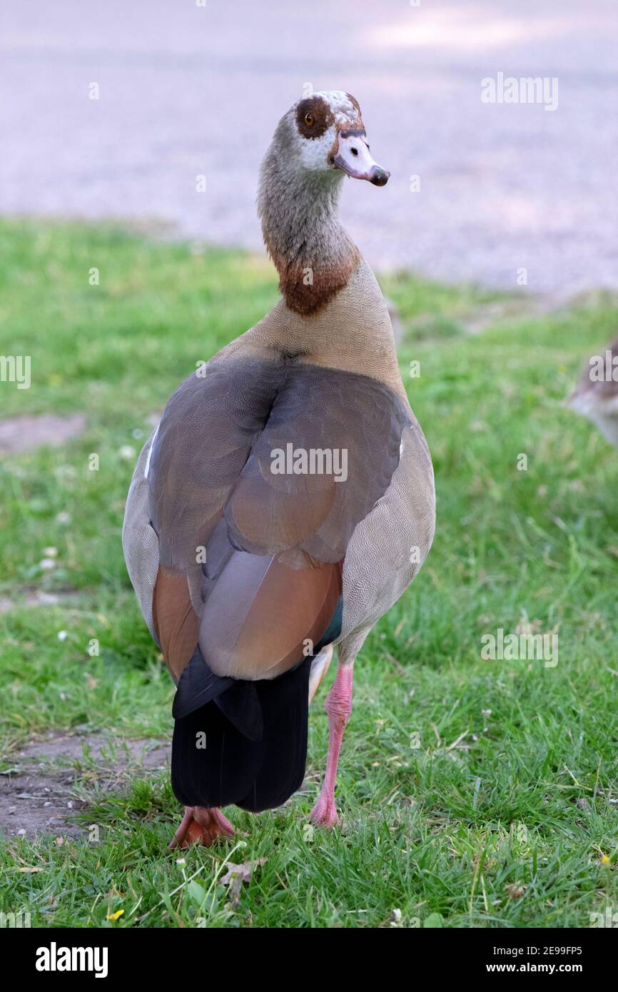 Goose watching amsterdam hi-res stock photography and images - Alamy