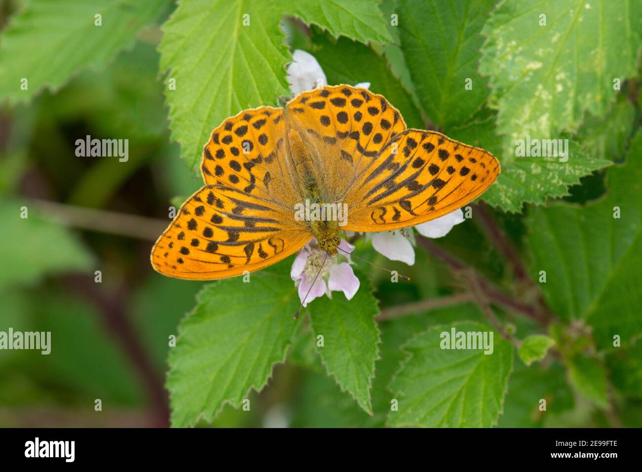 Silver Washed Fritillary Butterfly High Resolution Stock Photography ...