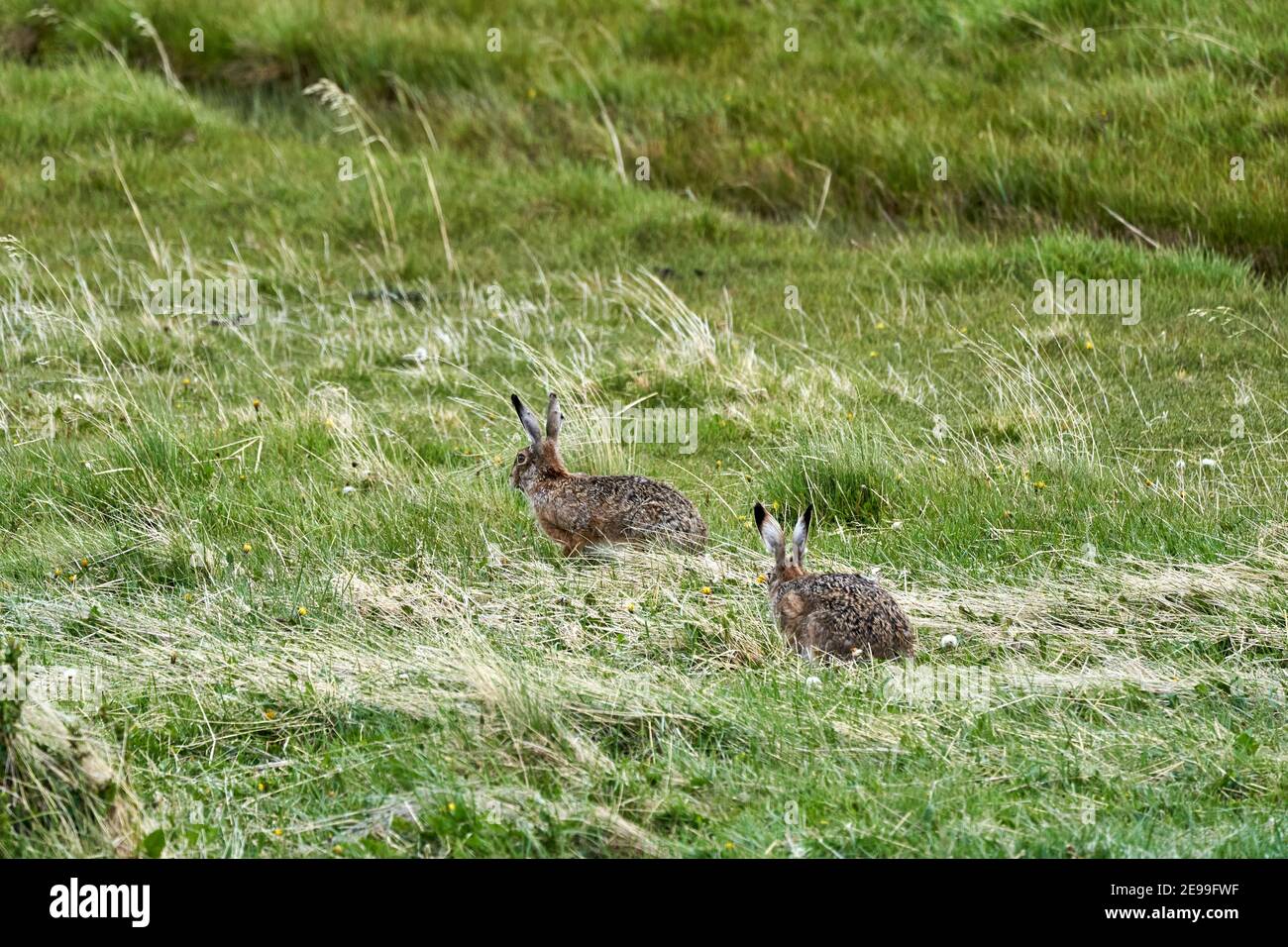 Leporidae, a pair of two Hares sitting on the gras of a green meadow in ...