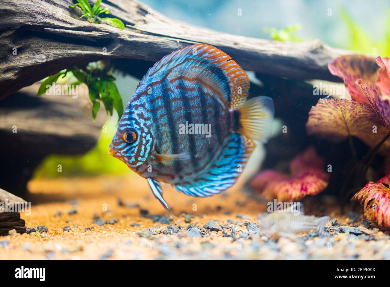 Tiger turks discus hi-res stock photography and images - Alamy