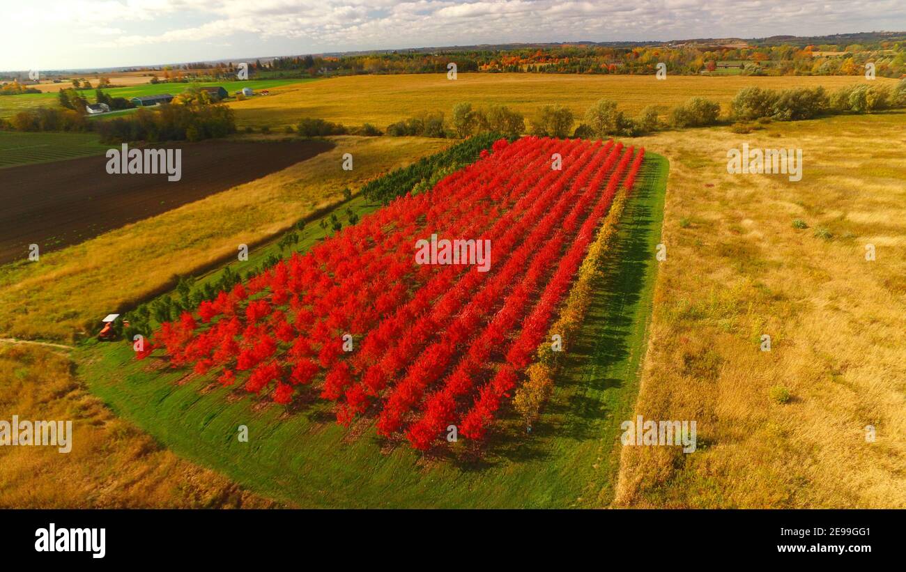 Drone image of oak trees hi-res stock photography and images - Alamy