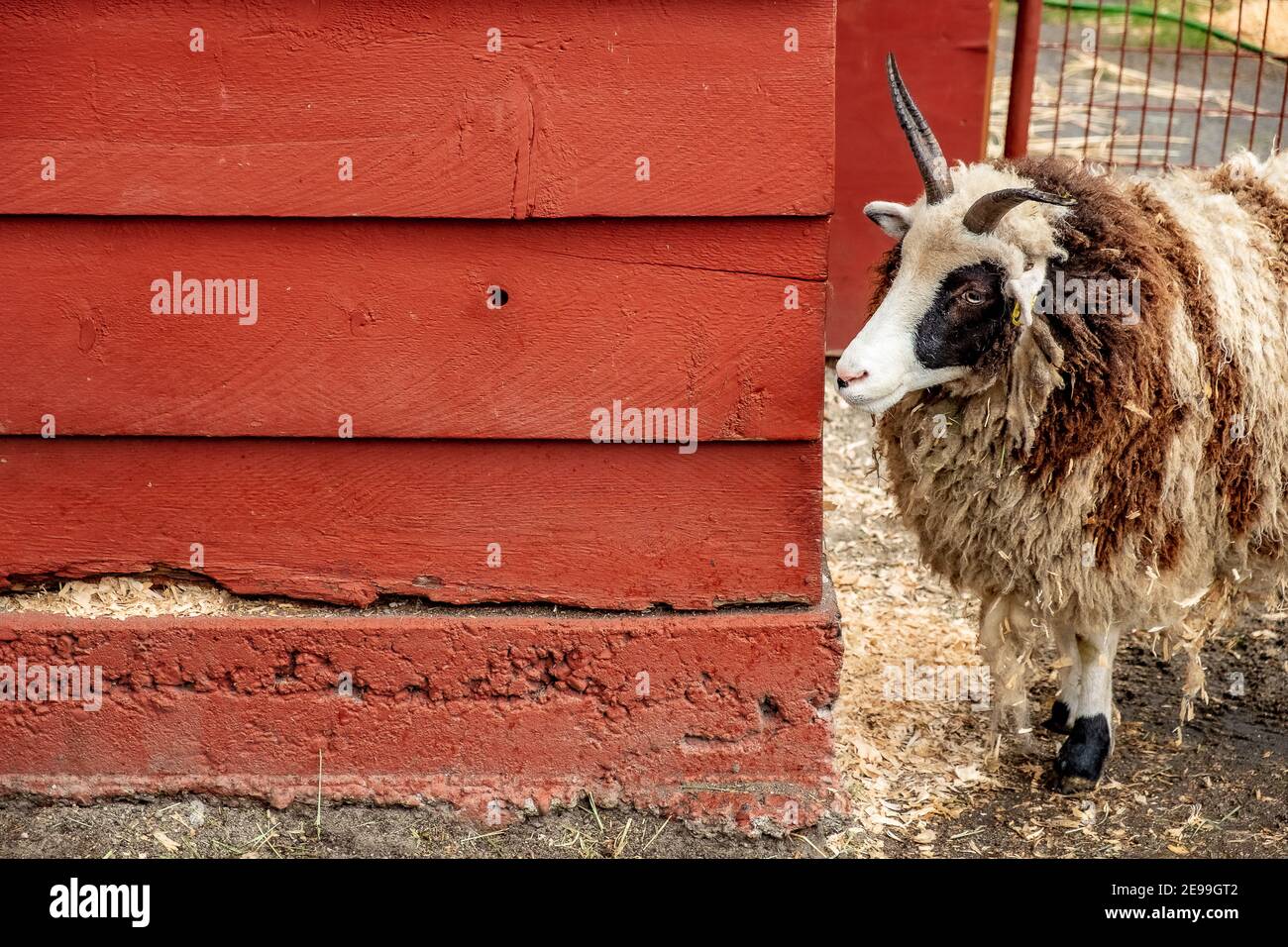 A goat awaiting the return on his neighbour in Beacon Hill park in ...