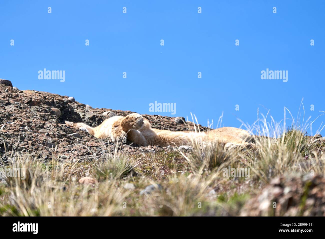 Puma concolor, cougar or mountain lion is a large wild cat of the ...