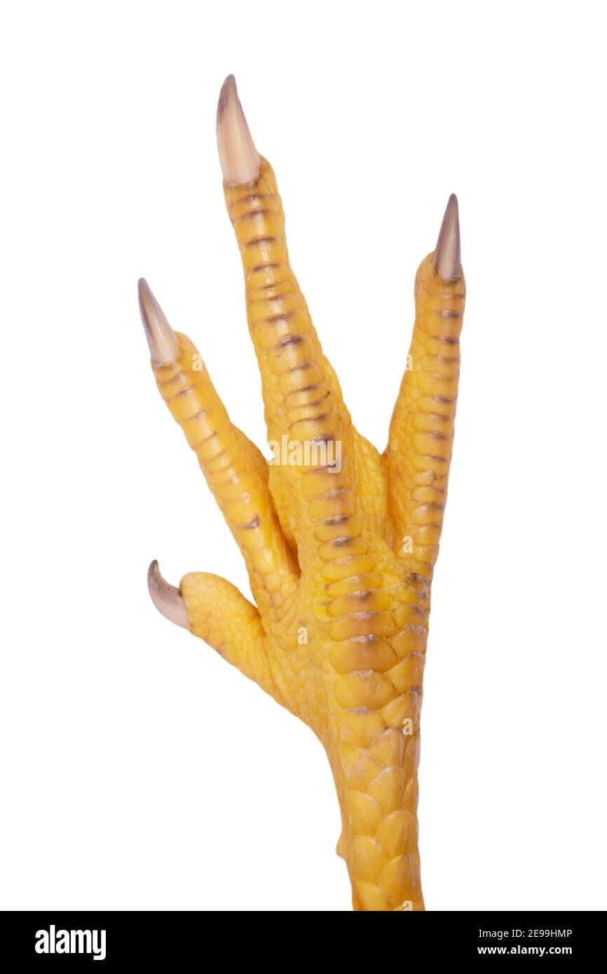 Fresh raw chicken feet or foot chicken paw isolated on white background ...