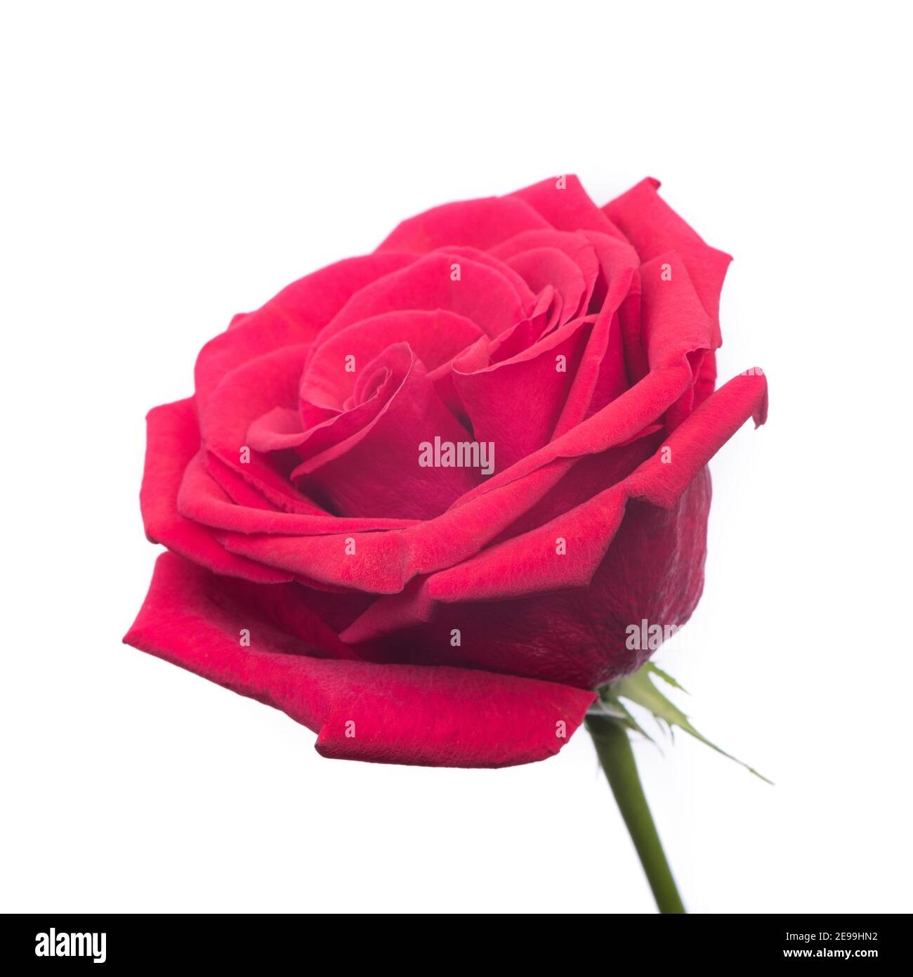 Blooming red rose bud close up isolated on white background Stock Photo ...