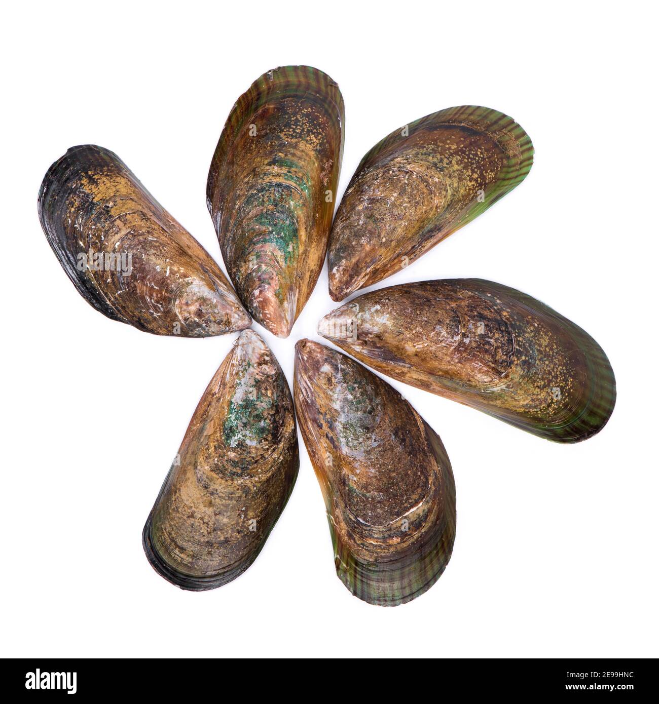 Group of empty opened mussel shells isolated over white background ...