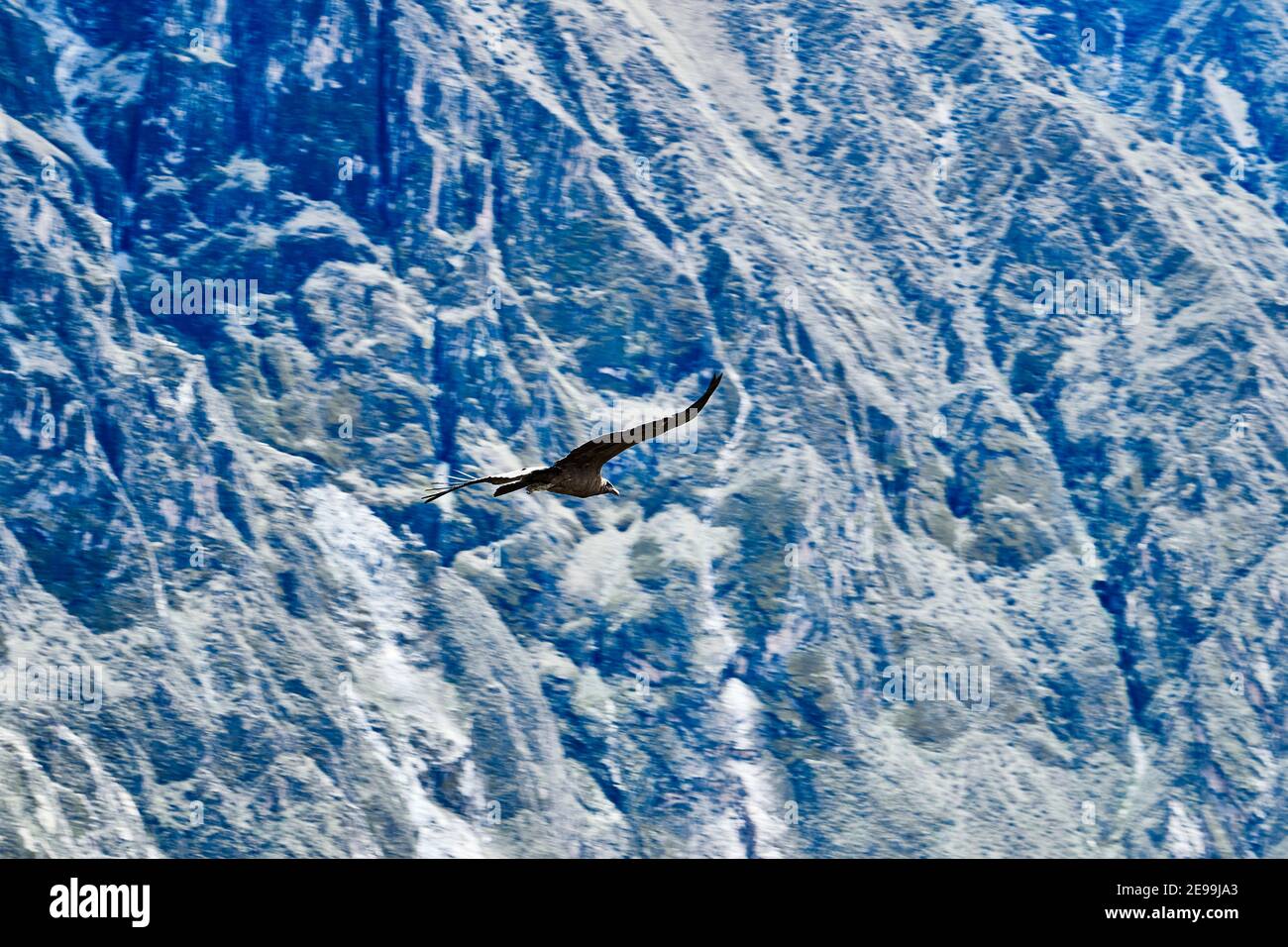 Andean condor, Vultur gryphus, soaring over the Colca Canyon in the ...