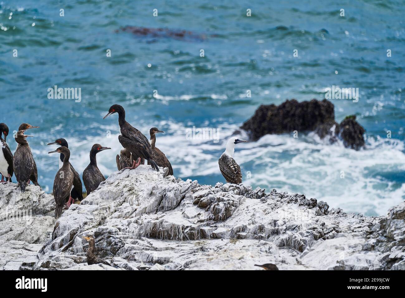 Bird colony in Paracas national park at the Pacific Ocean coast line of ...