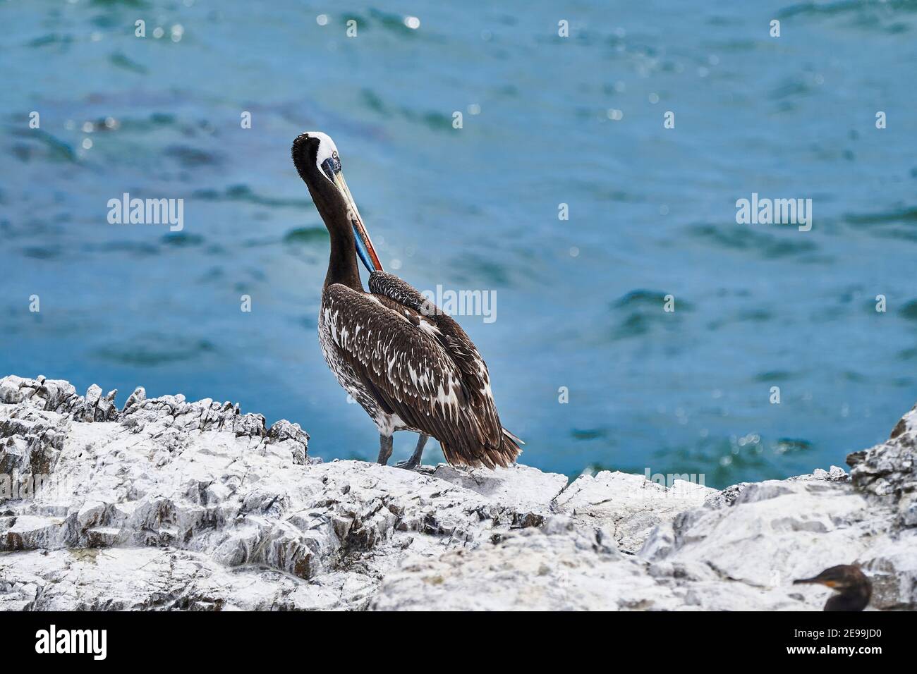 Bird colony in Paracas national park at the Pacific Ocean coast line of ...