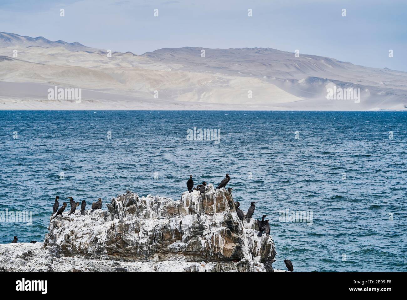 Bird colony of guano cormorant in Paracas national park at the Pacific ...
