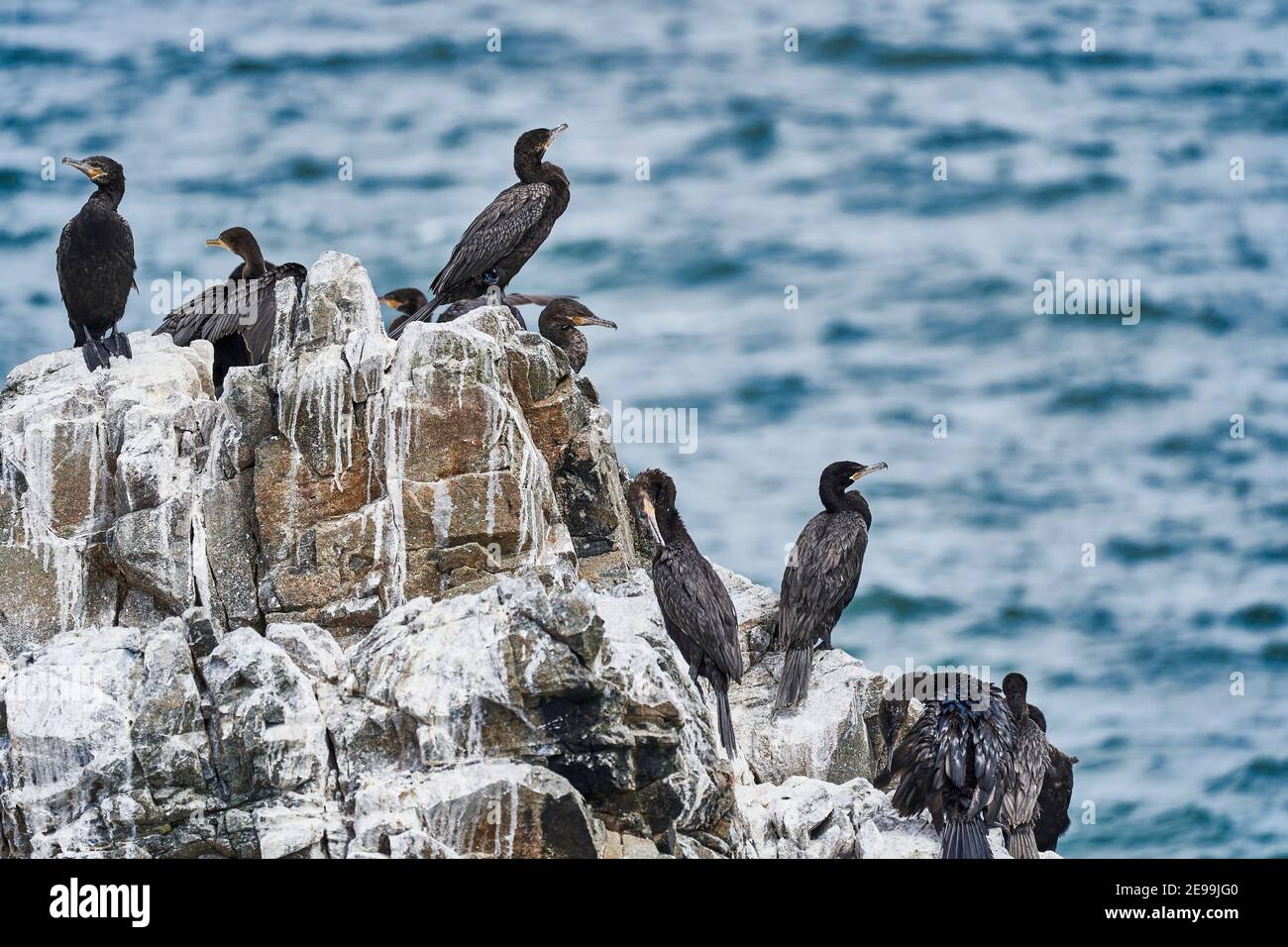 Bird colony of guano cormorant in Paracas national park at the Pacific ...