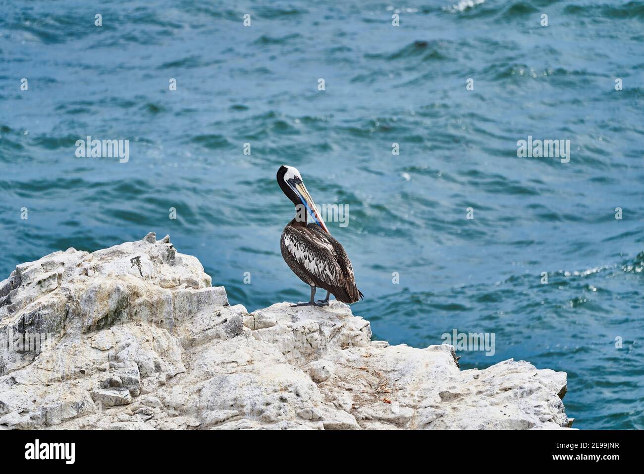 Bird colony in Paracas national park at the Pacific Ocean coast line of ...