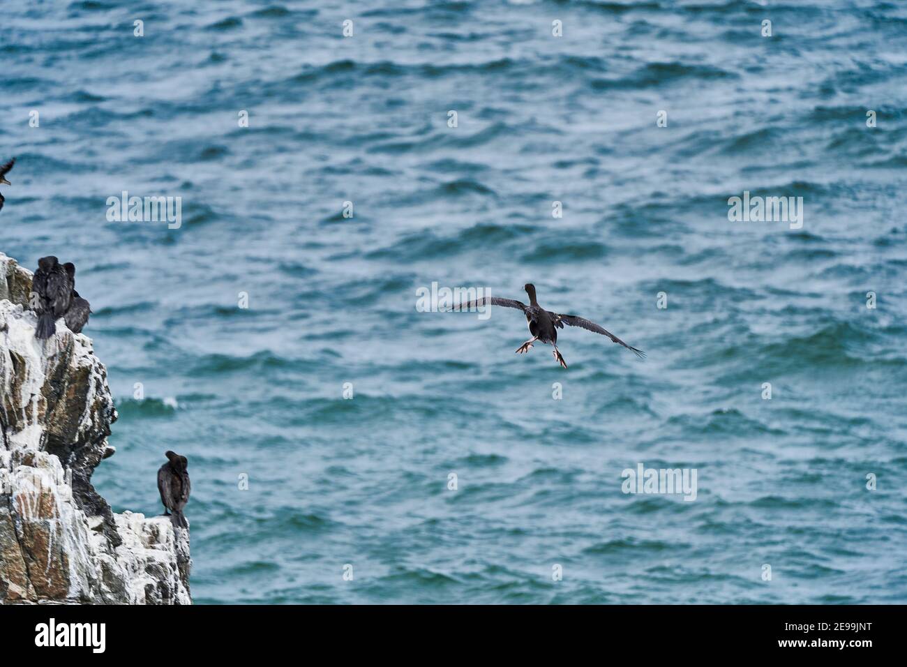 Bird colony of guano cormorant in Paracas national park at the Pacific ...