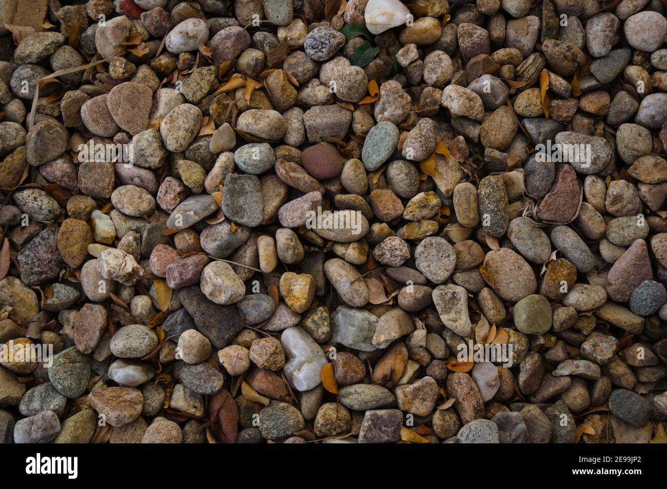 A macro overhead shot of a gravel bed full of rounded river rocks Stock ...