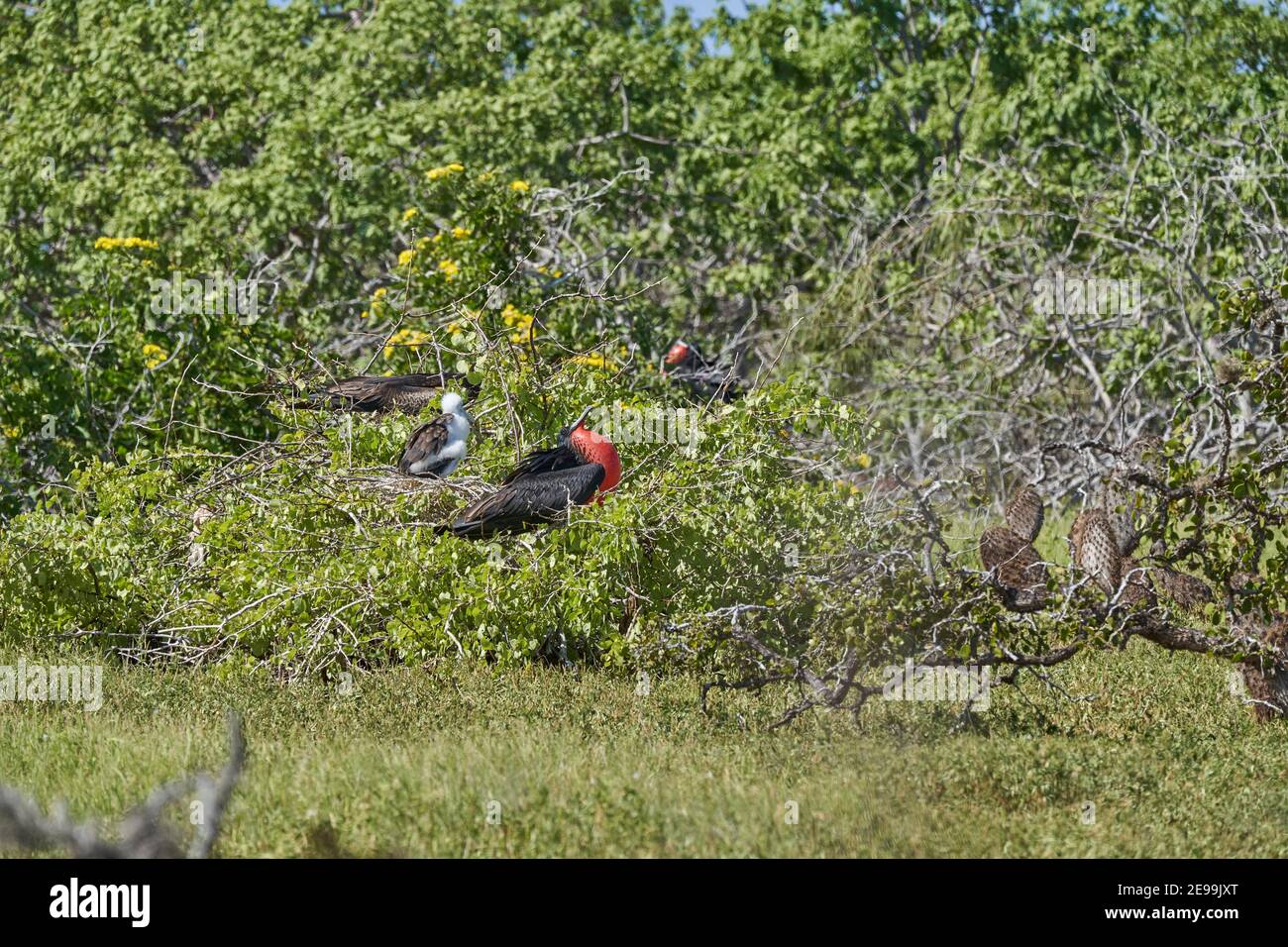 Magnificent frigatebird, Fregata magnificens, is a big black seabird ...