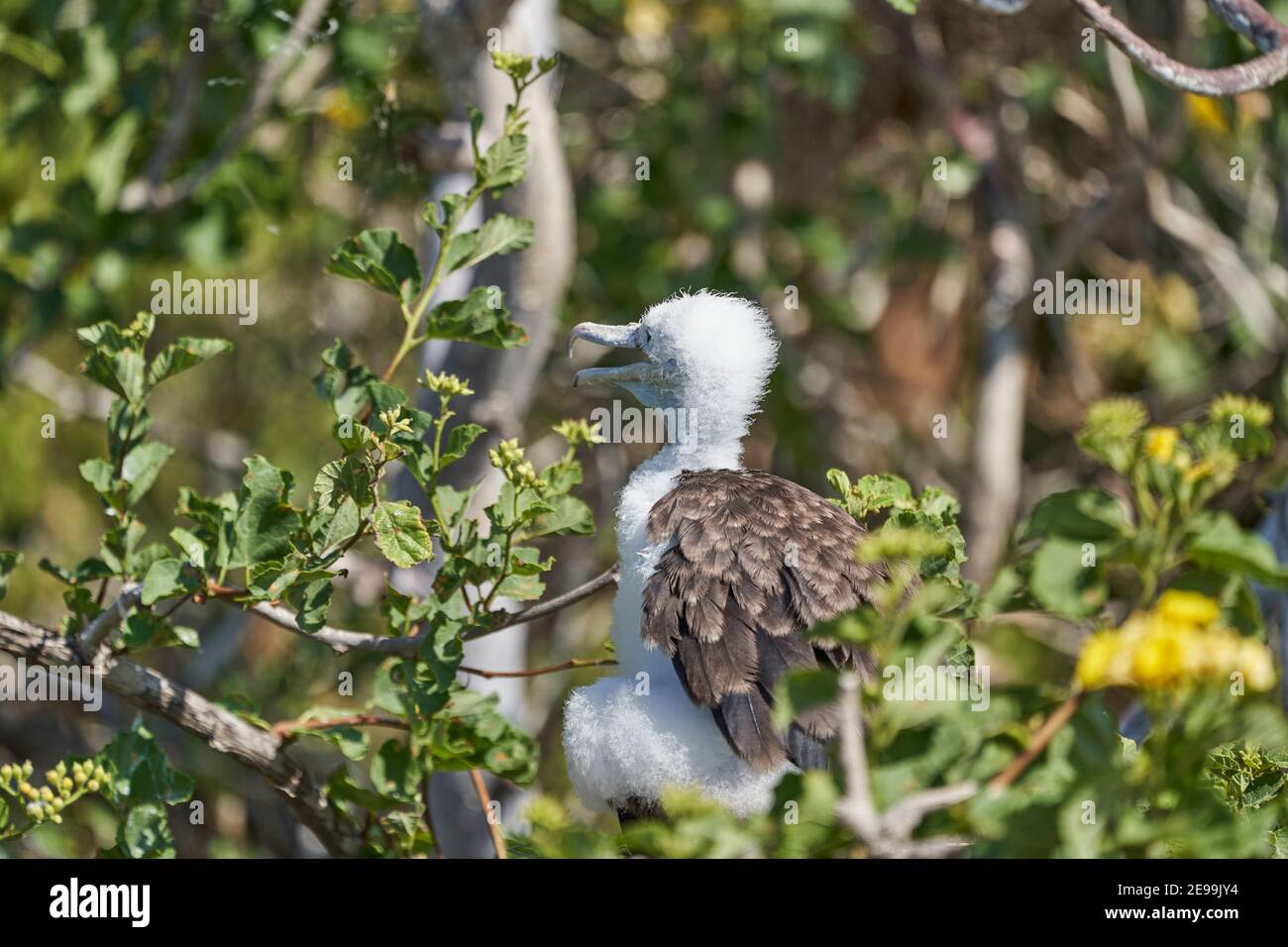 Magnificent frigatebird chick, Fregata magnificens, is a big black ...