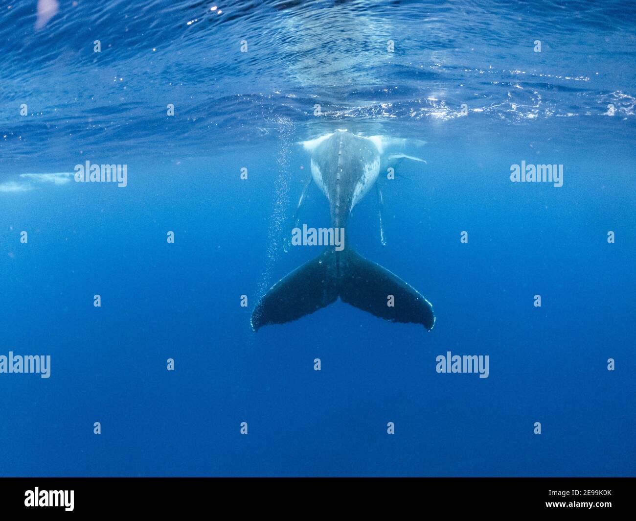 whale tail fin underwater surface. humpback playing in Pacific Ocean ...