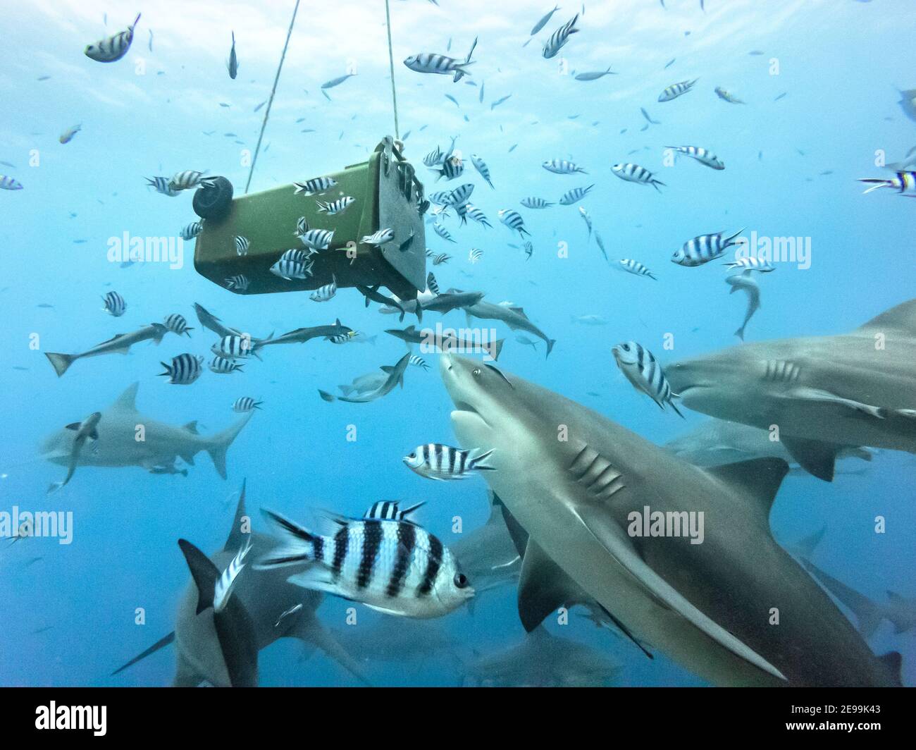 bull shark feeding from garbage bin Stock Photo - Alamy