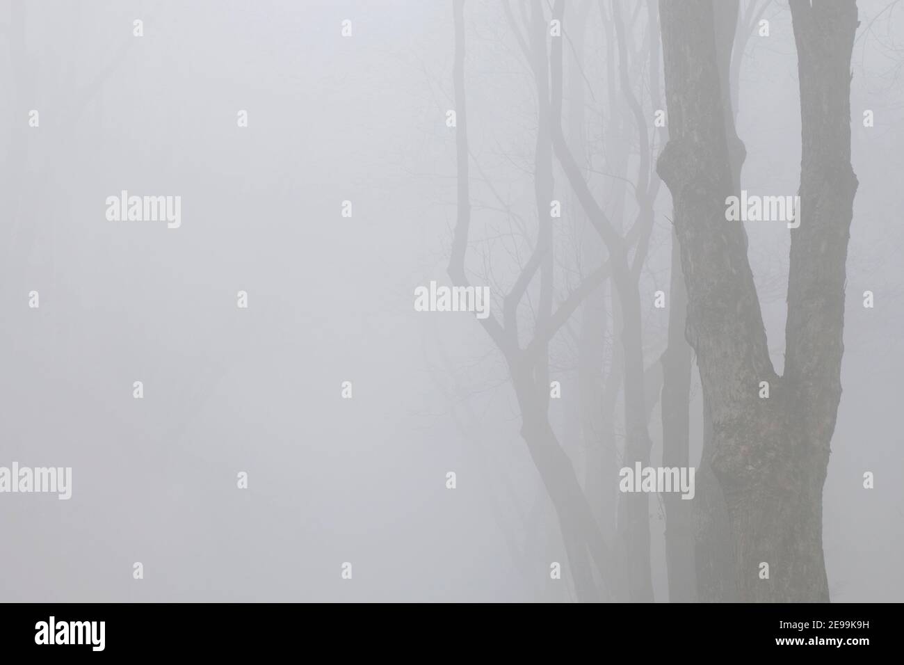 Abstract background with trees and fog. Graphic resources Stock Photo ...
