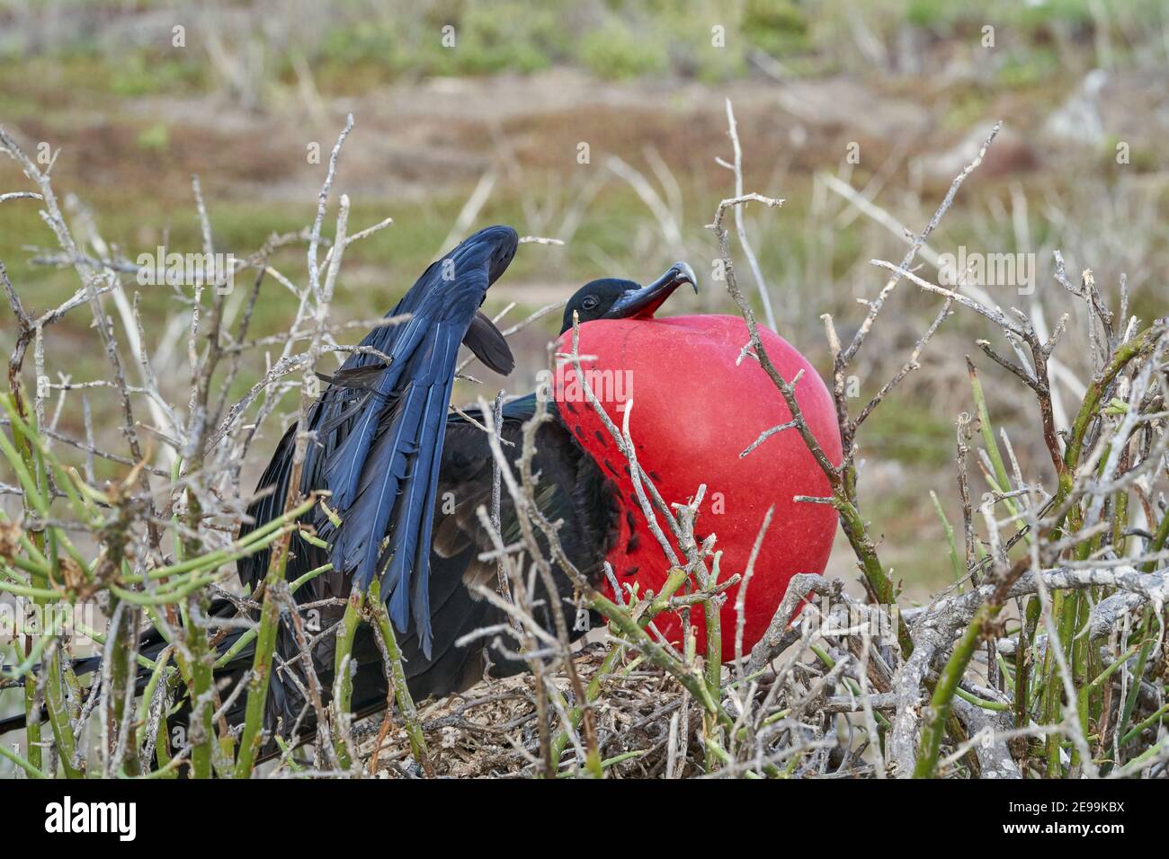 Magnificent frigatebird, Fregata magnificens, is a big black seabird ...