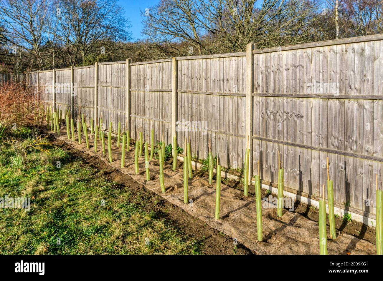 Biodegradable plastic tree guards around new hedge planting in weed ...