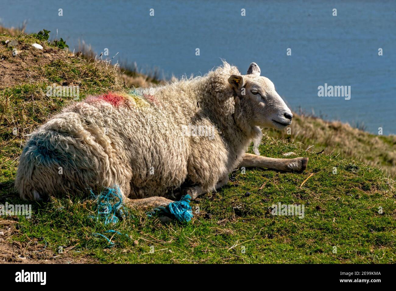 County Galway, Ireland. 25th April, 2016. Sheep by the sea near Harbour ...