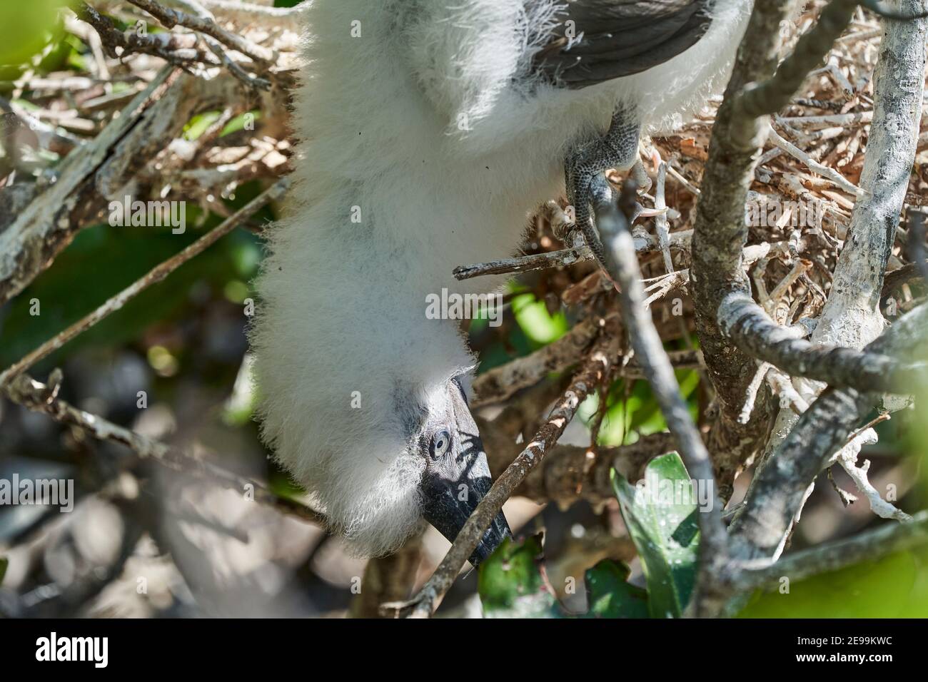 cute little red footed booby chick, Sula sula, is a large seabird ...