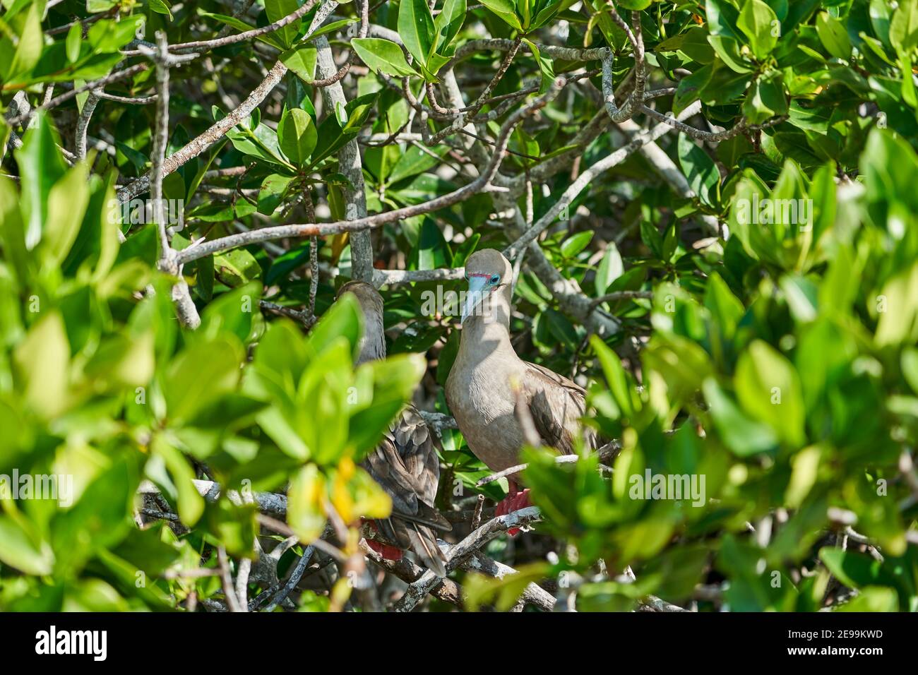 Adult red footed booby, Sula sula, is a large seabird, native to the ...