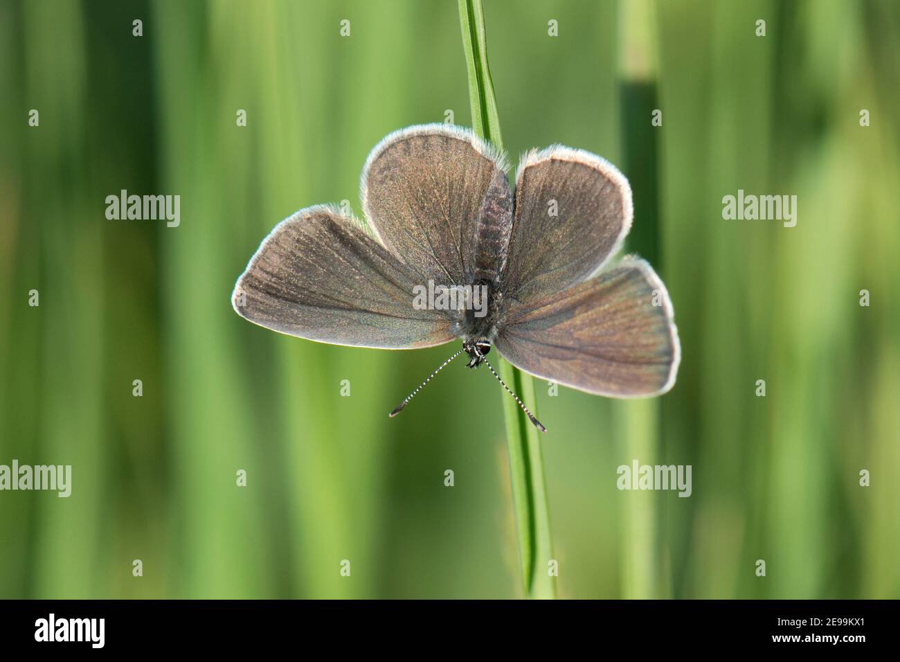Small Blue Butterfly, Cupido minimus, at rest on grass stem at BBOWT's ...