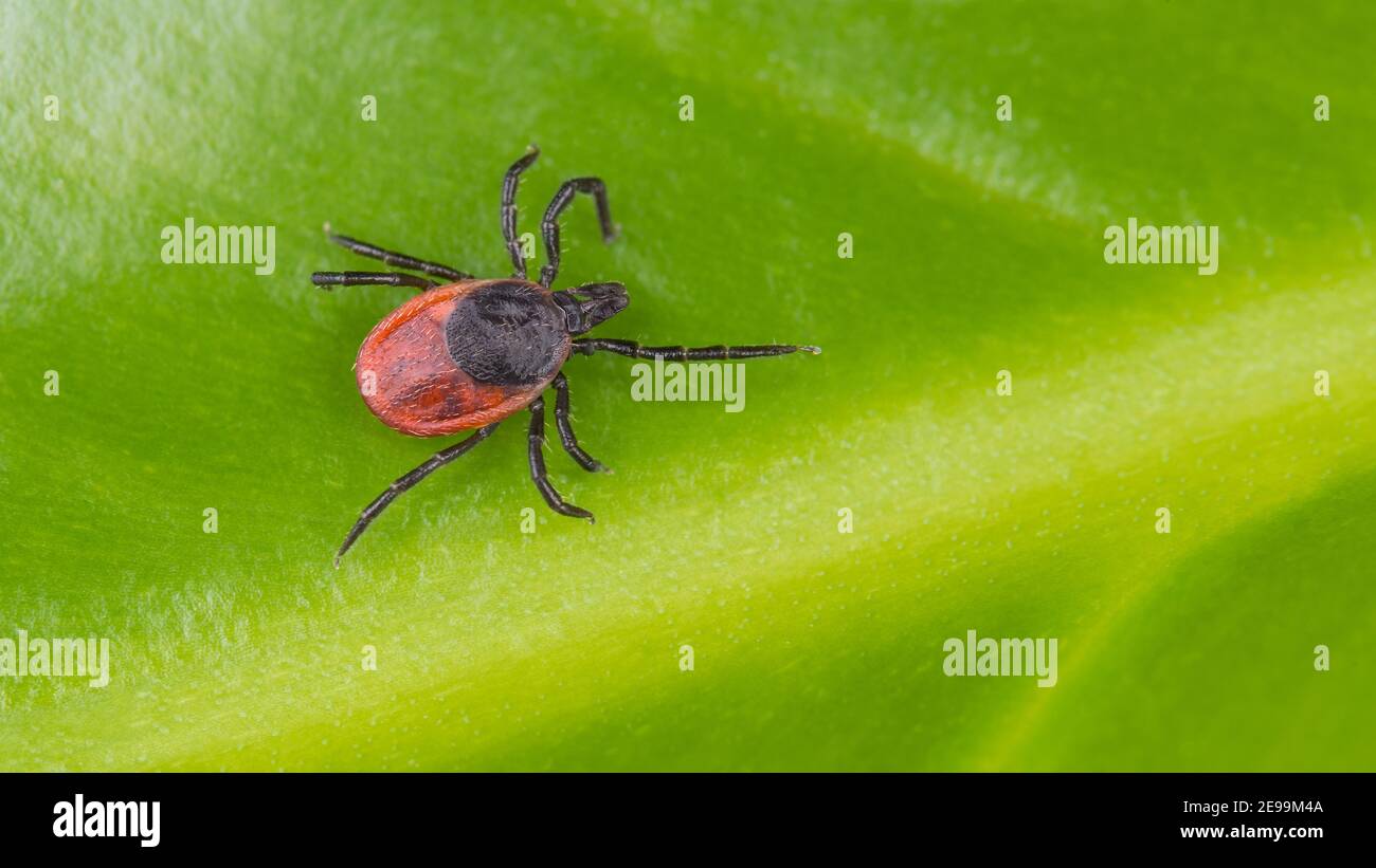 Castor bean tick on natural green background. Ixodes ricinus. Closeup ...