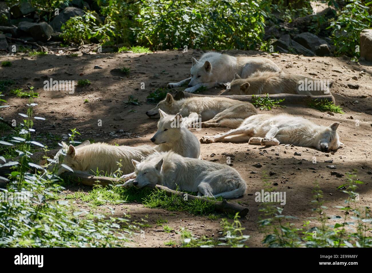Wolf pack of big and white Hudson Bay Wolf, lives in the Arctic and at ...