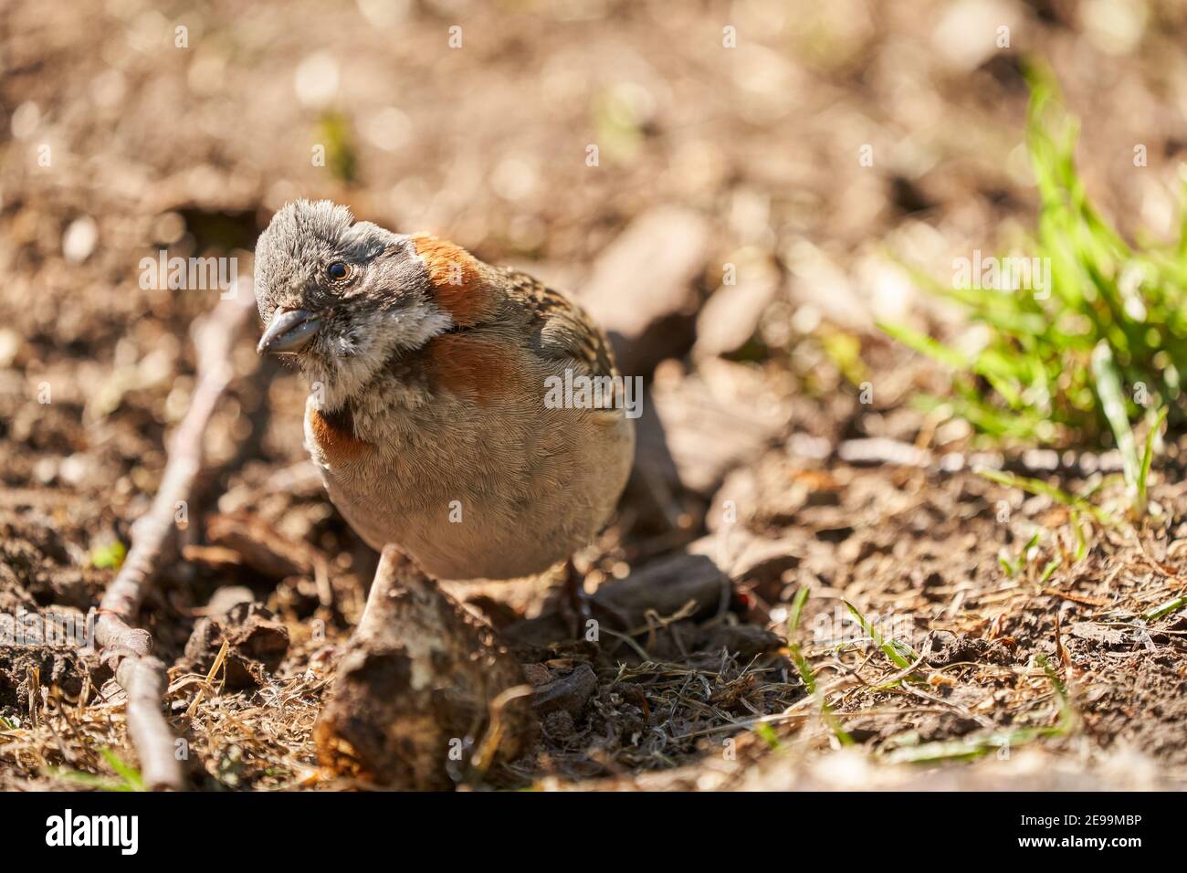 Zonotrichia capensis, Rufous-collared sparrow is a small bird from ...