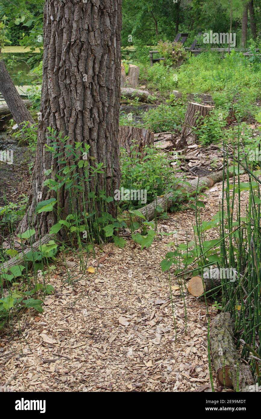 Wood Chip Path High Resolution Stock Photography and Images - Alamy
