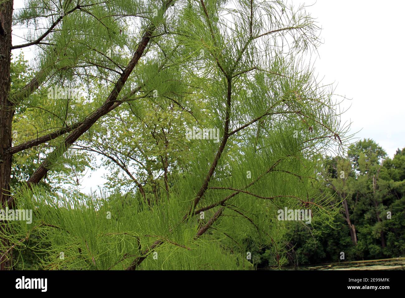 Cypress shaped tree hi-res stock photography and images - Alamy
