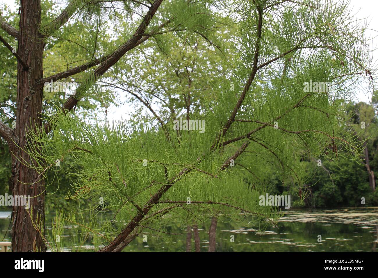 Cypress shaped tree hi-res stock photography and images - Alamy