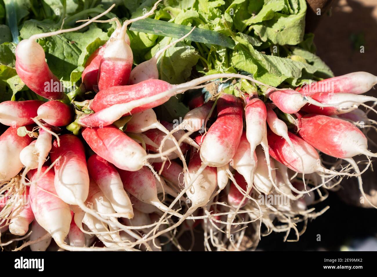 organic radishes at a small local farmers market Stock Photo - Alamy