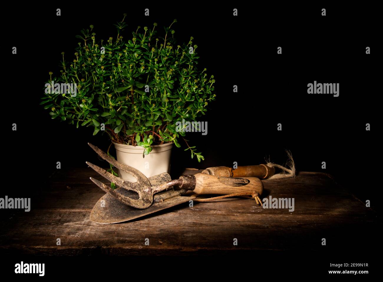 Still Life Photography in the Home studio Stock Photo - Alamy