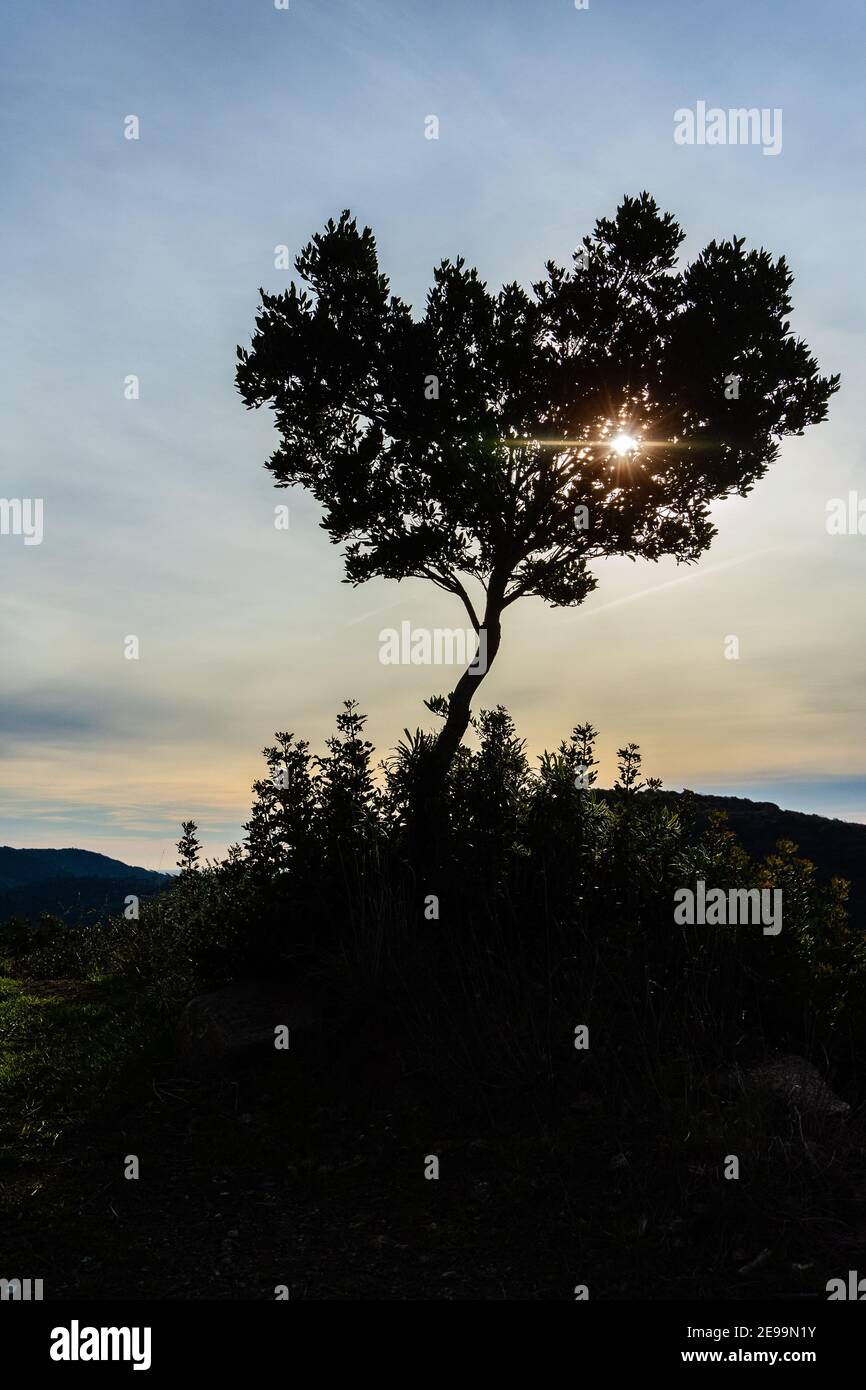 A rising sun peaking through the leaves of a small tree Stock Photo - Alamy