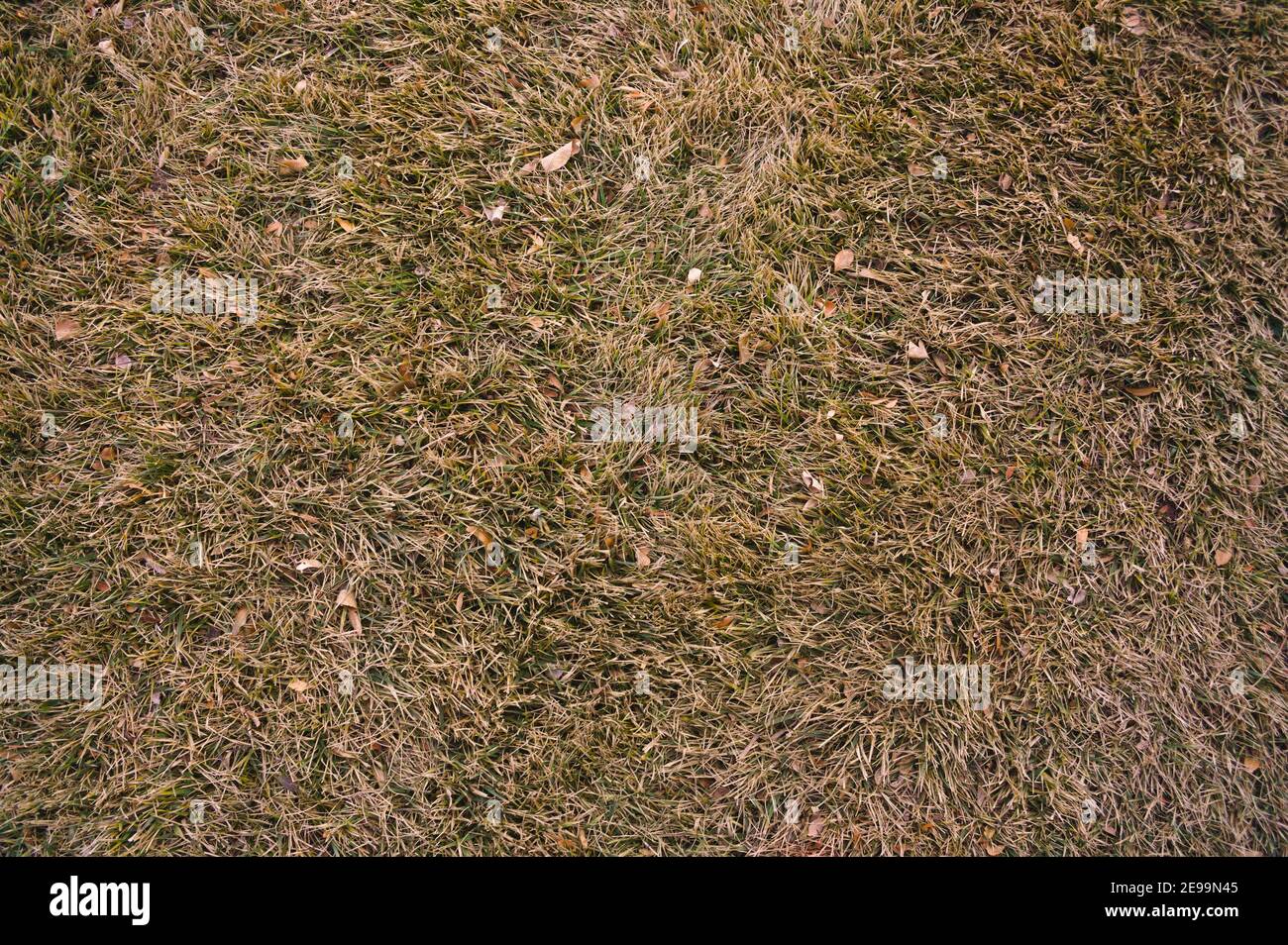 Overhead grass texture hi-res stock photography and images - Alamy
