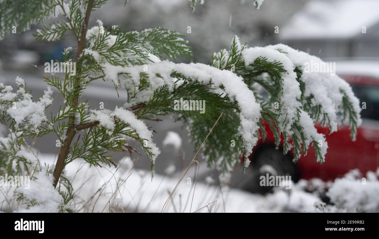 Small evergreen tree hi-res stock photography and images - Alamy