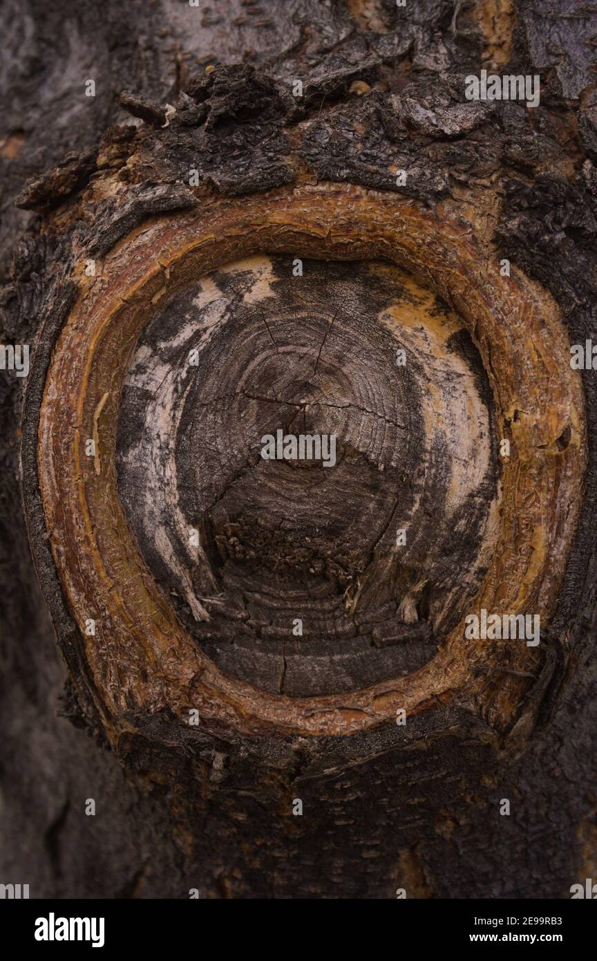 A tree limb has begun to show new growth around a sheared limb, giving ...