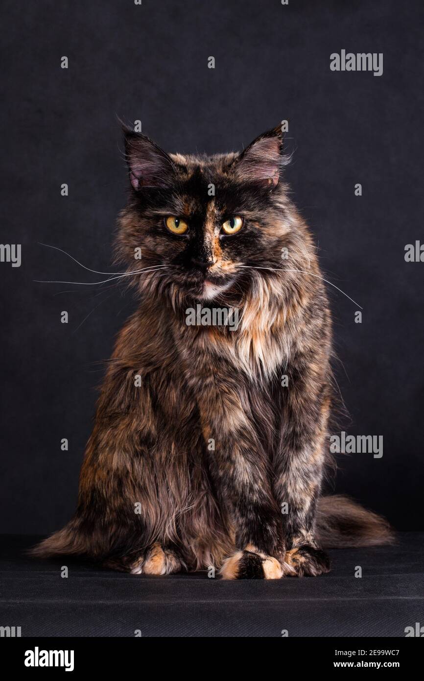 Whiskered tortoiseshell Maine Coon cat on black background Stock Photo ...