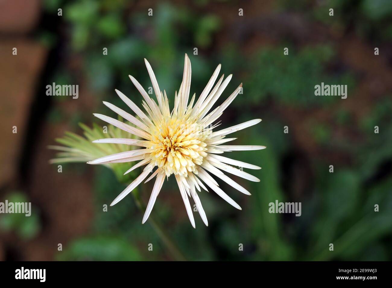 Close up of a golden yellow color Babandesiya flower Stock Photo - Alamy