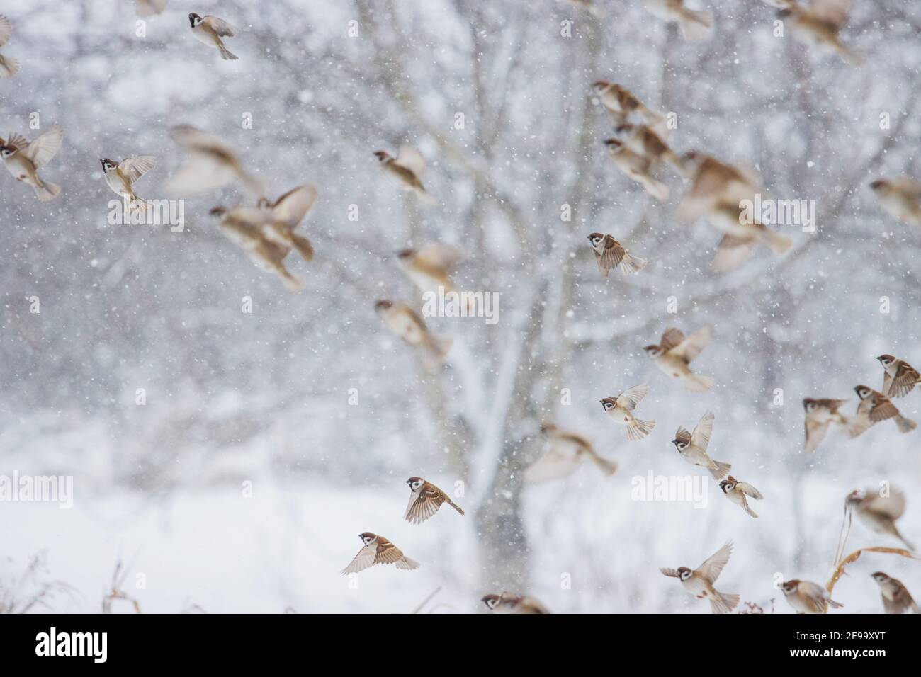 flock of sparrows flying on a snowy day Stock Photo - Alamy