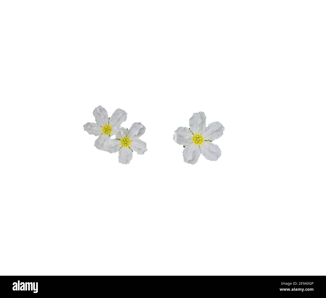 Two joined small white flowers and one small white flower in isolated ...