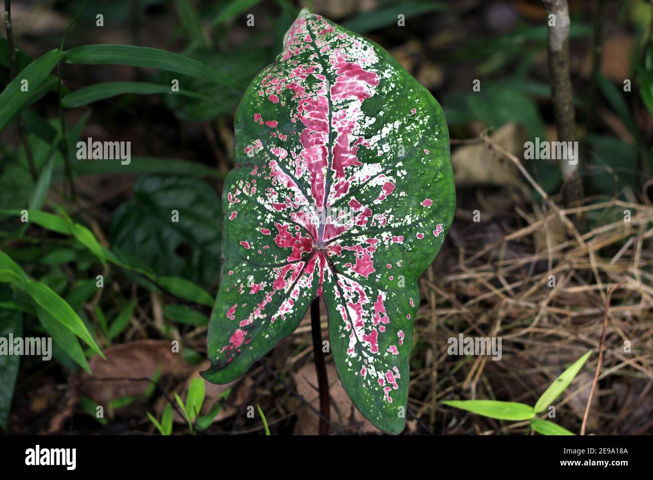 Elephant ear plant hi-res stock photography and images - Alamy
