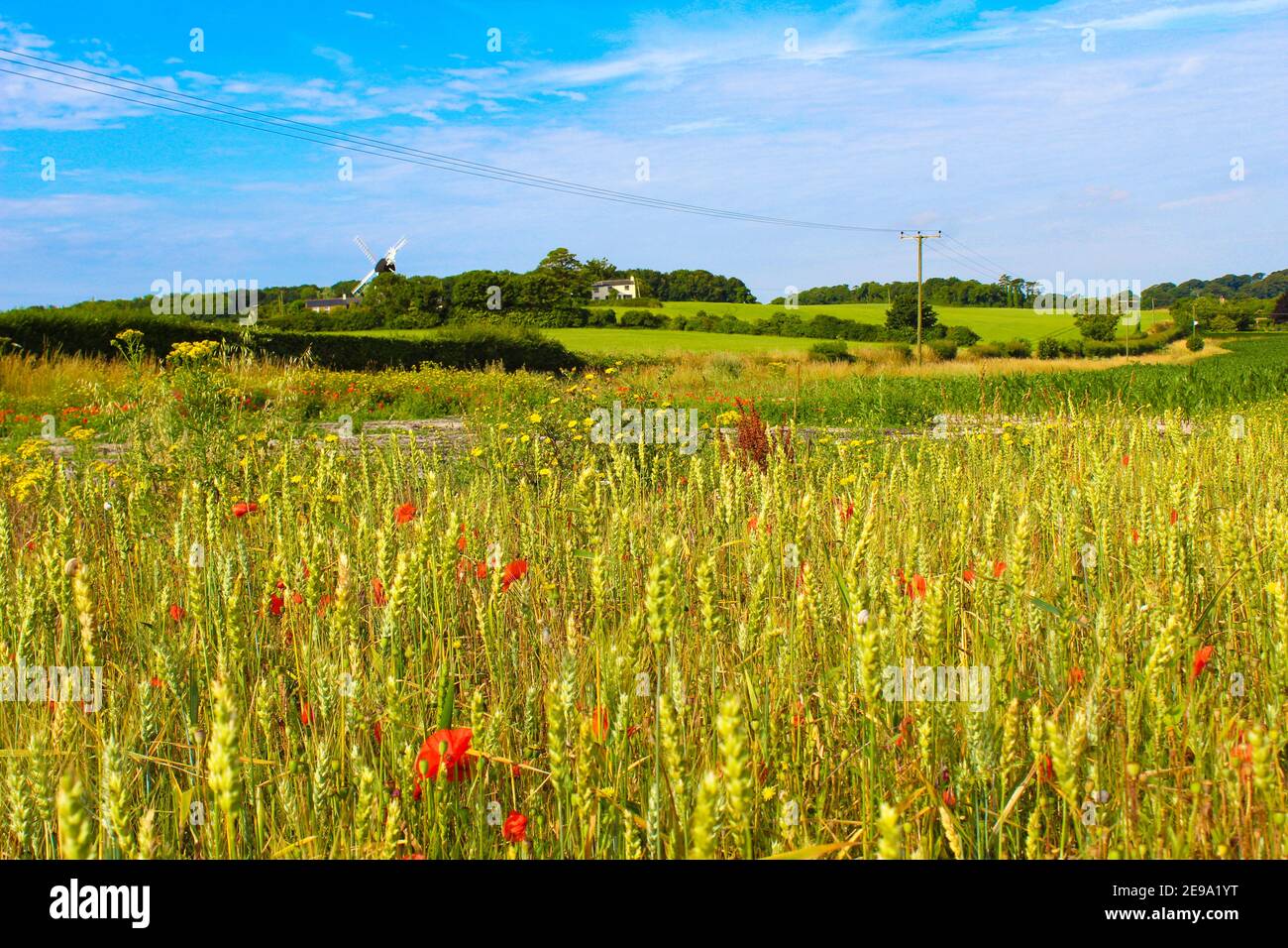 Wild flowers,wheat and corn plantings on nice summer day at English ...